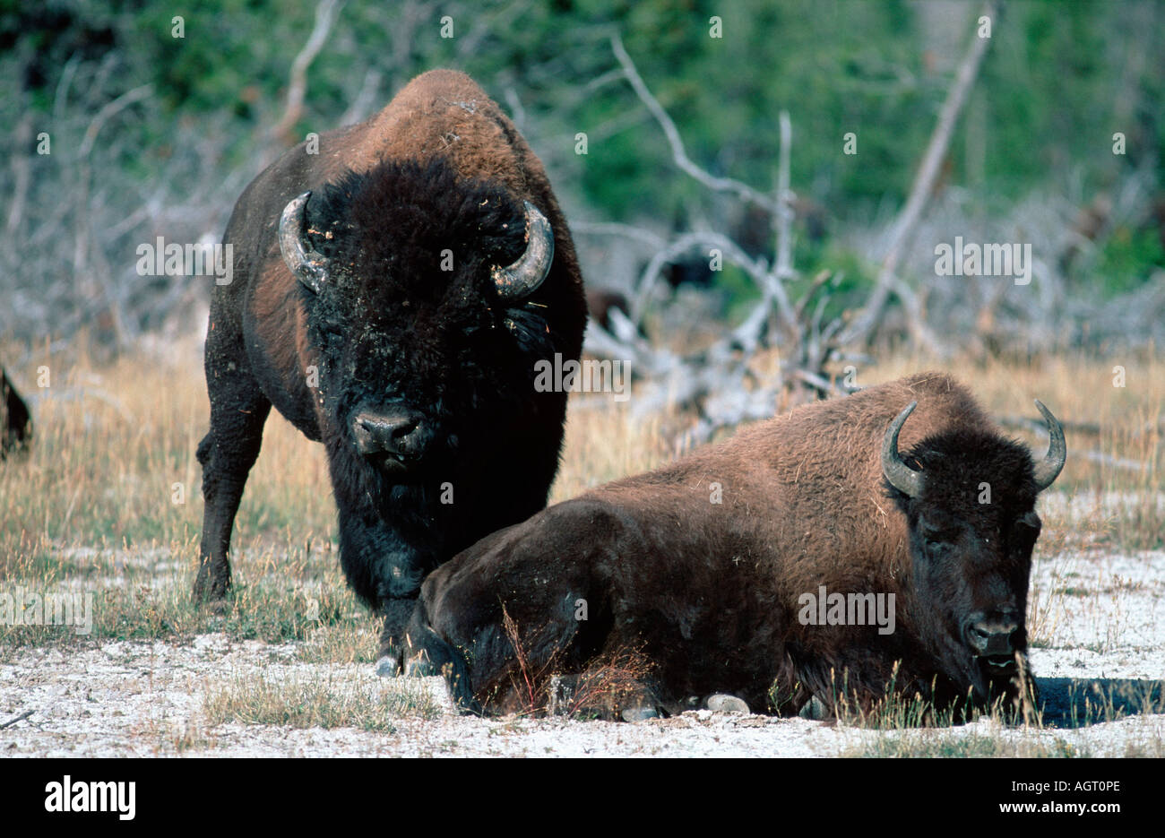 American Bison / Bison Stock Photo - Alamy