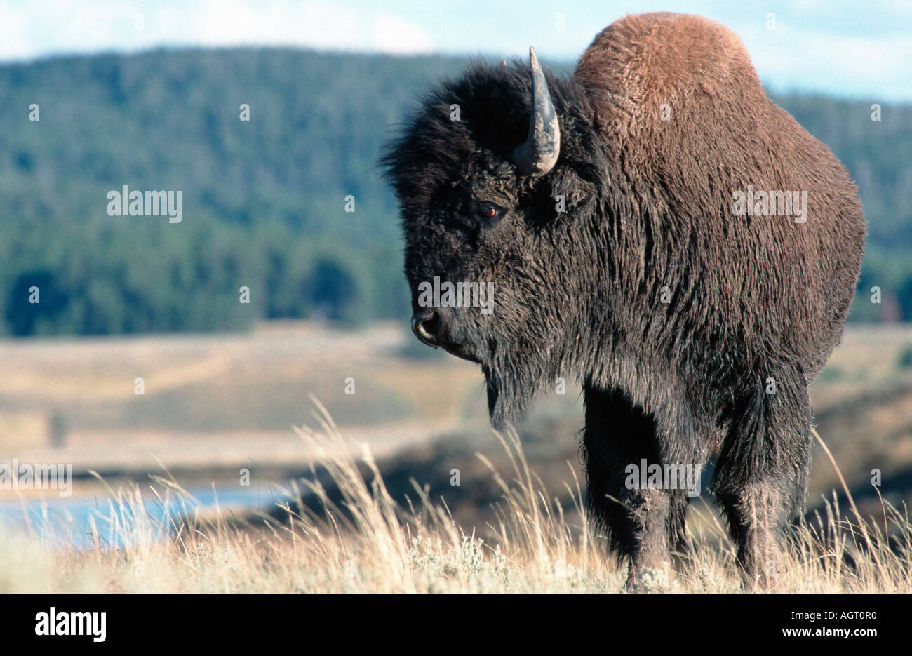 American Bison / Bison Stock Photo - Alamy