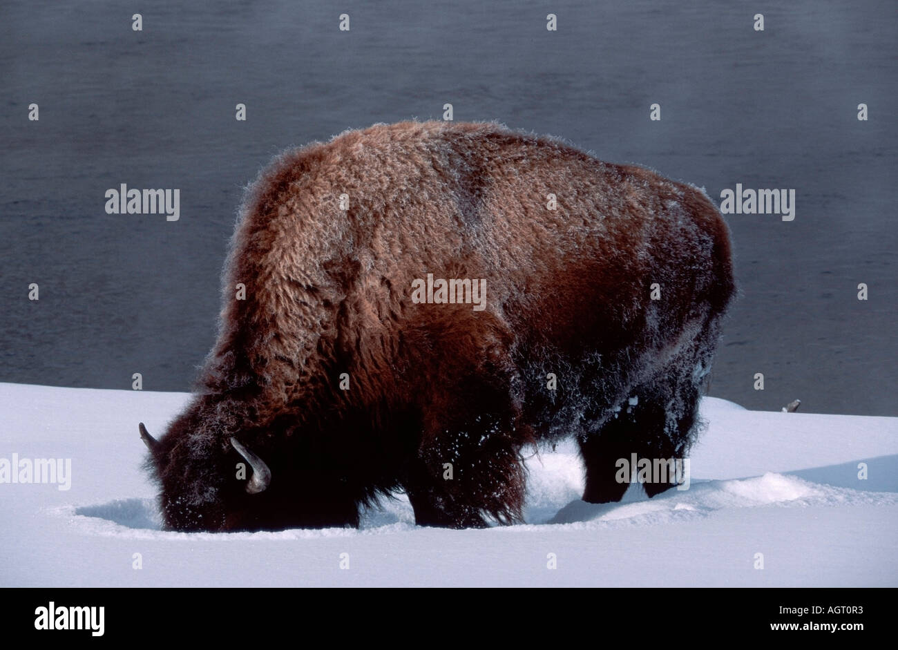 American Bison / Bison Stock Photo - Alamy