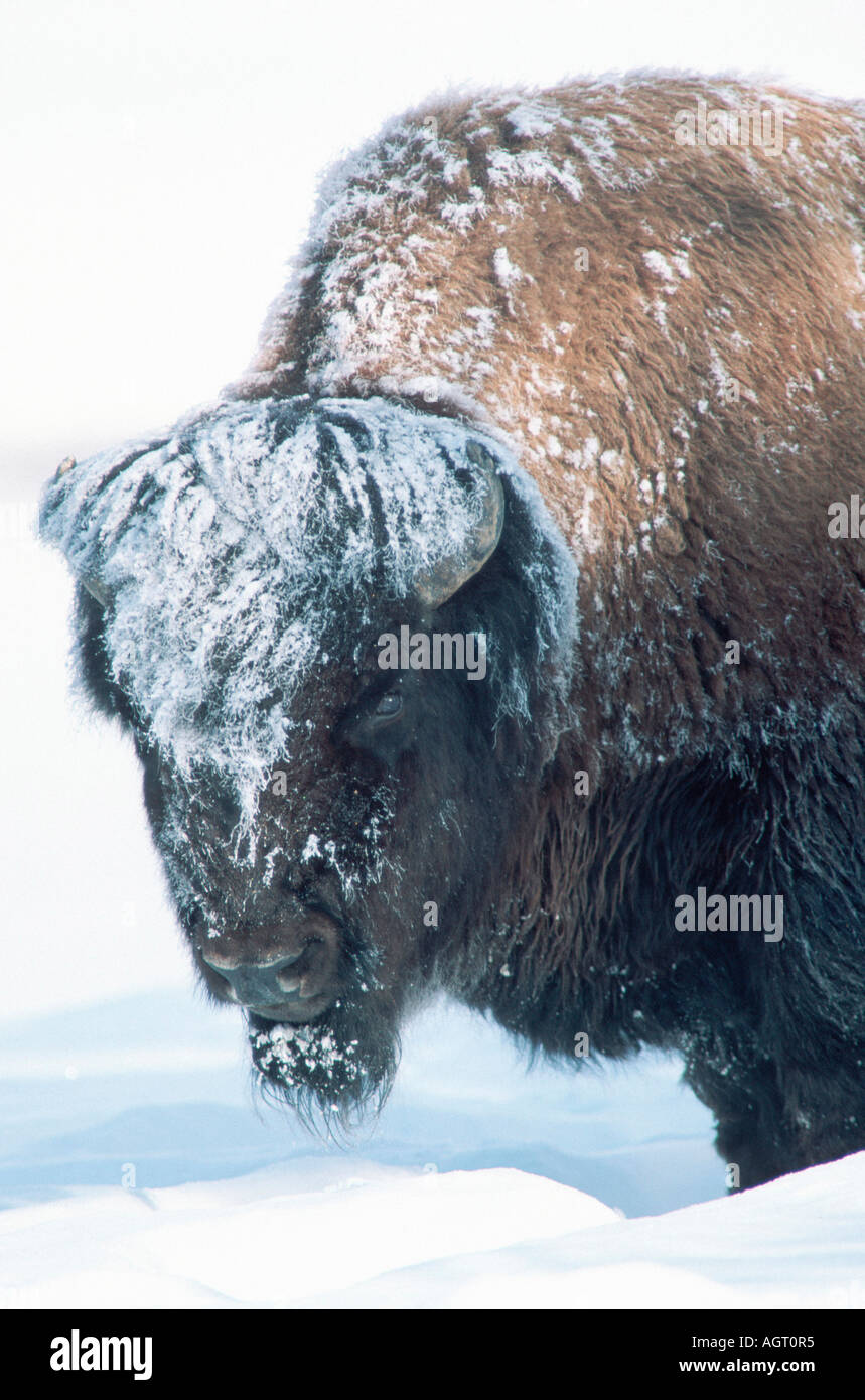 American Bison / Bison Stock Photo - Alamy