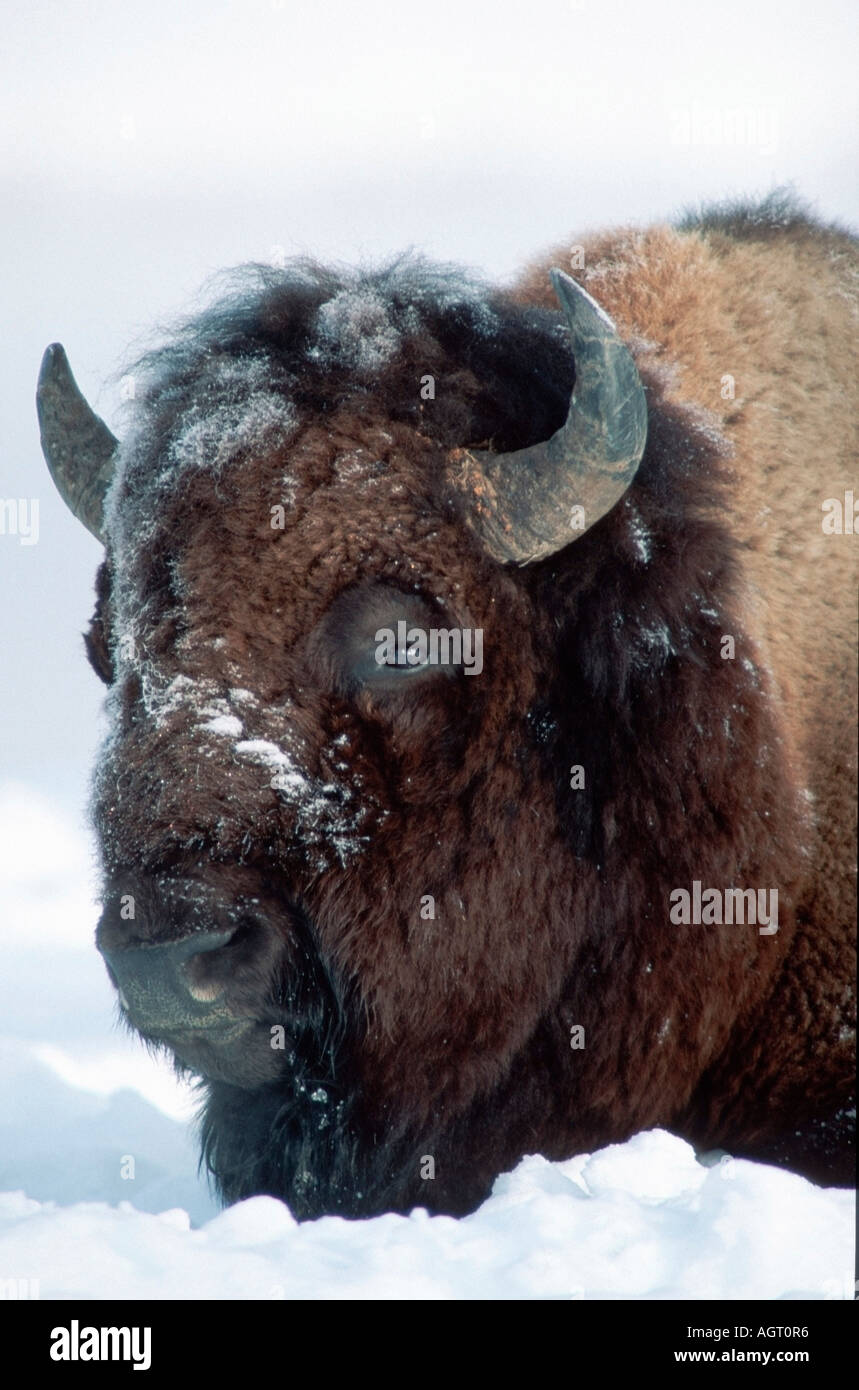 American Bison / Bison Stock Photo - Alamy