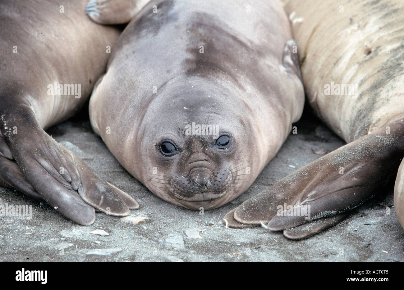 Southern Elephant Seal Stock Photo - Alamy