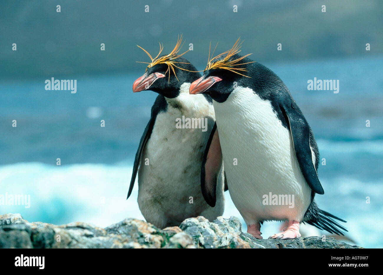Two macaroni penguins hi-res stock photography and images - Alamy