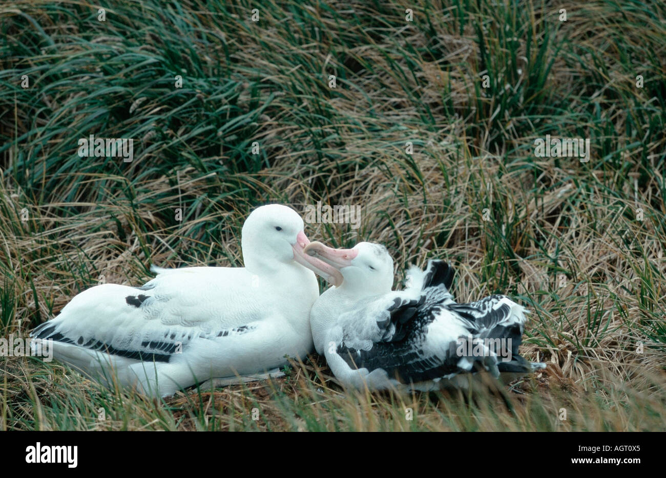 Two wandering albatrosses hi-res stock photography and images - Alamy