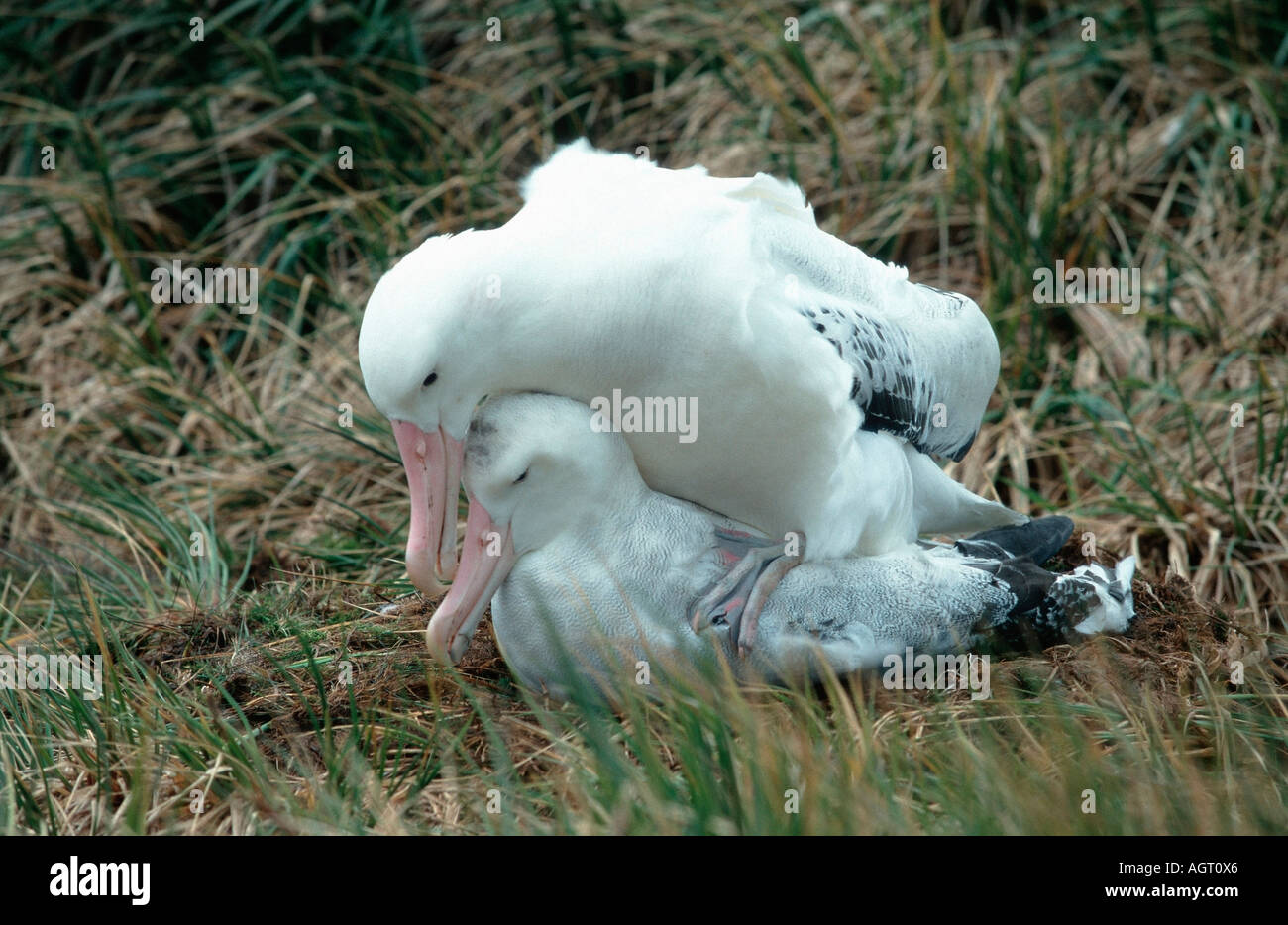 Wandering albatross mating hi-res stock photography and images - Alamy