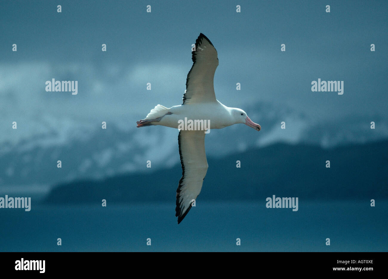 Flying adult wandering albatross hi-res stock photography and images ...