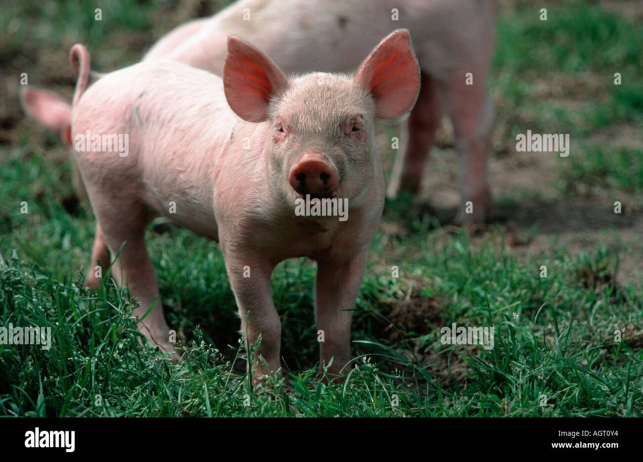 Farm netherlands pig hi-res stock photography and images - Alamy