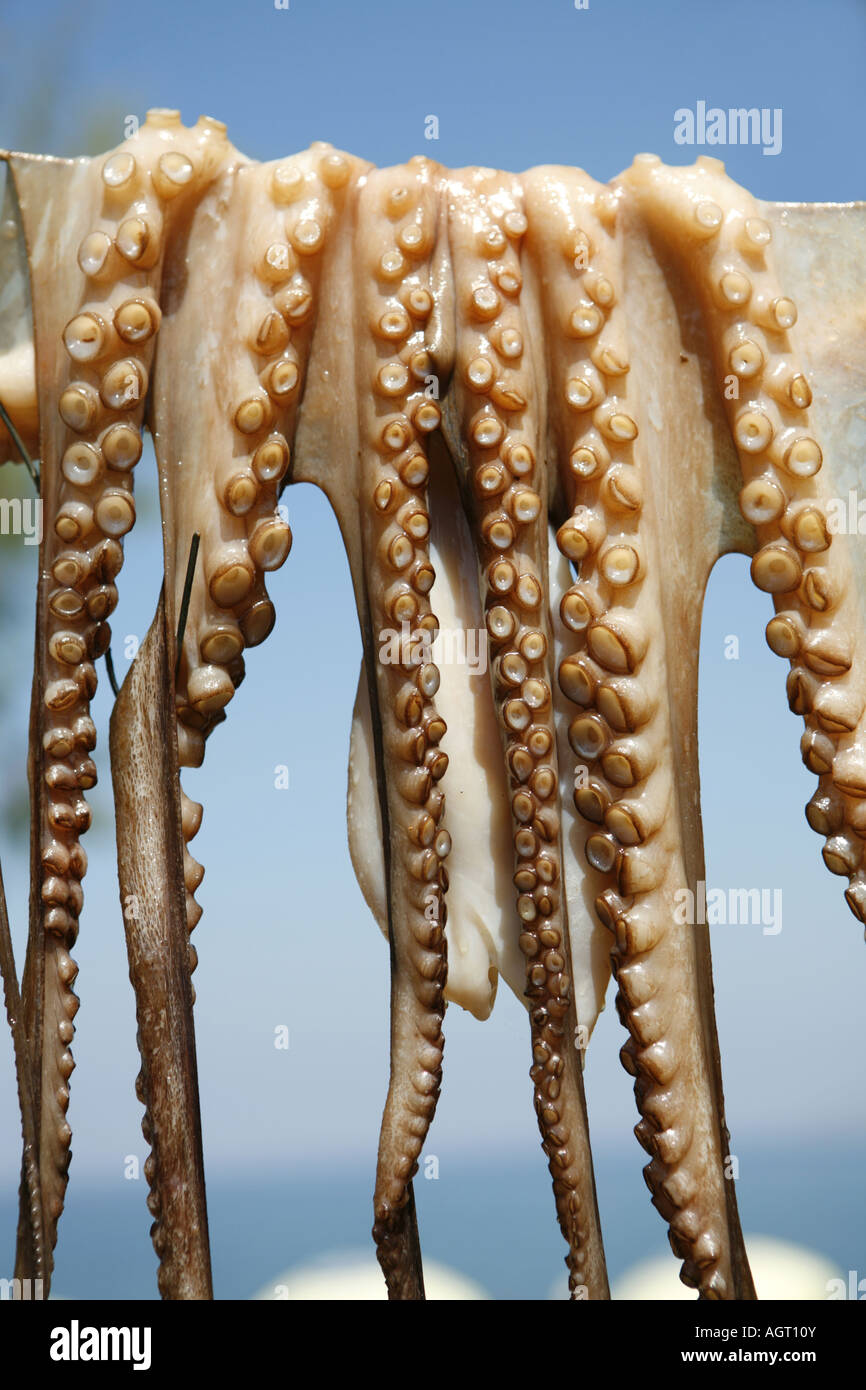 Drying octopus Greece Stock Photo - Alamy