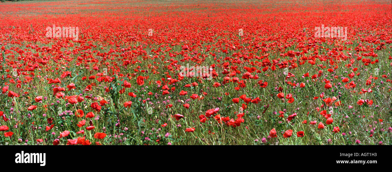 Field of Common Poppy Stock Photo - Alamy
