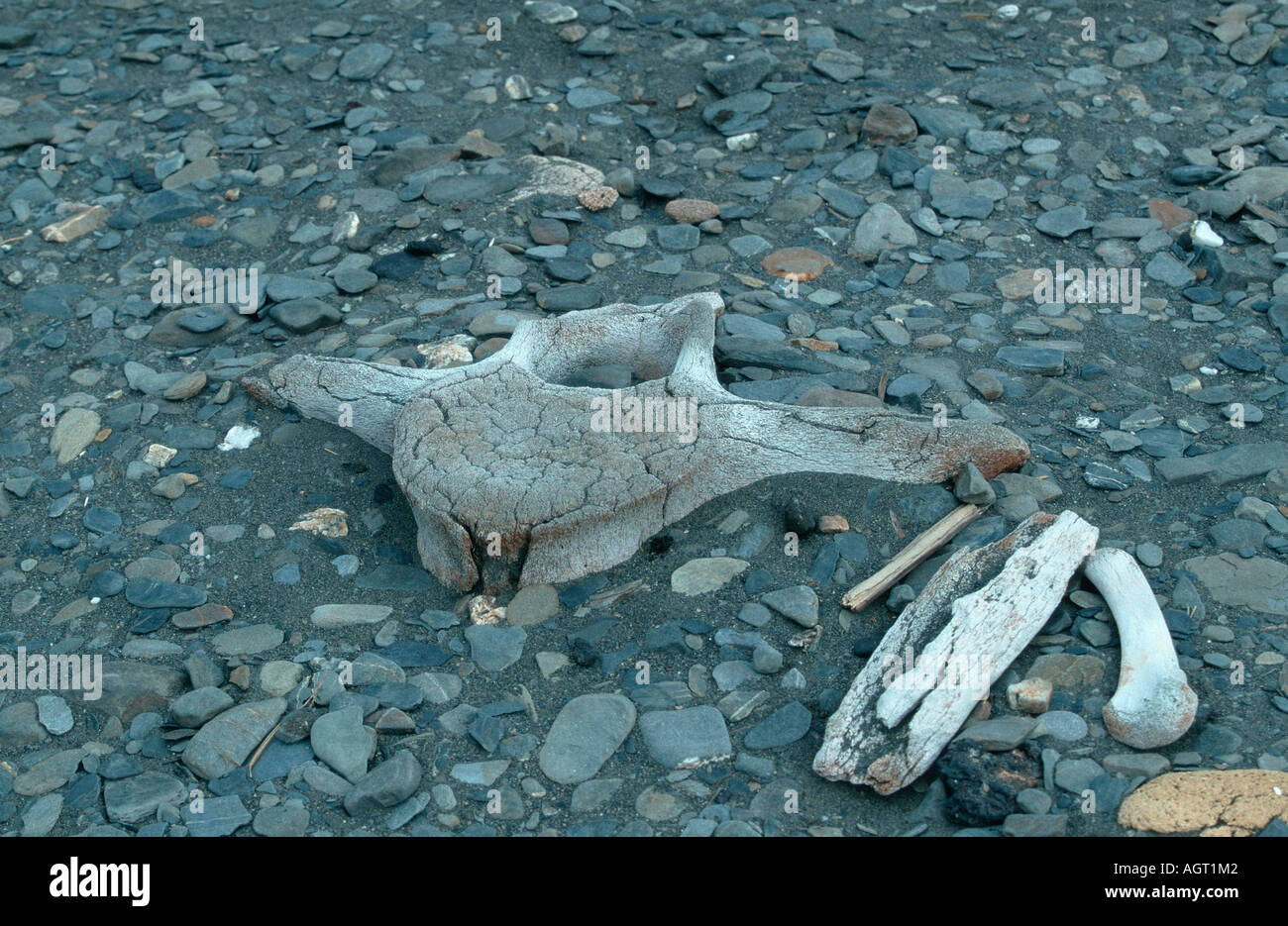 Whalebone beach hi-res stock photography and images - Alamy