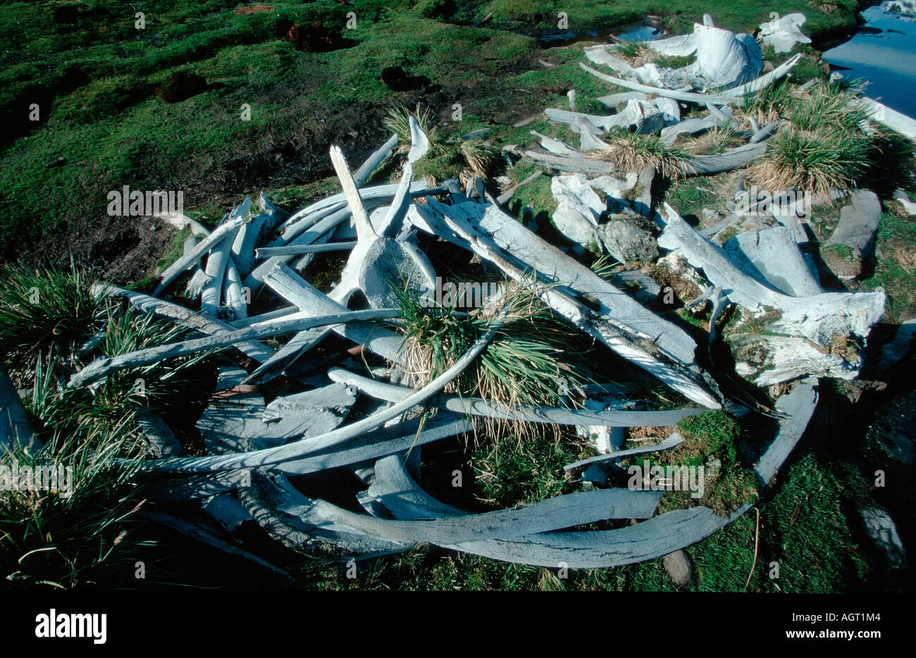 Whalebones hi-res stock photography and images - Alamy