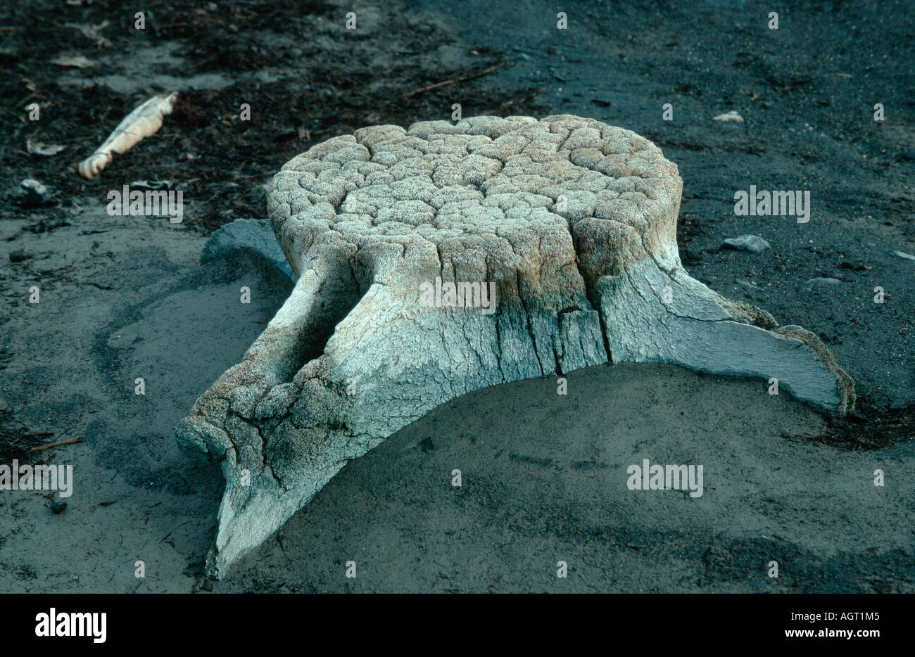 Whalebone Beach High Resolution Stock Photography and Images - Alamy