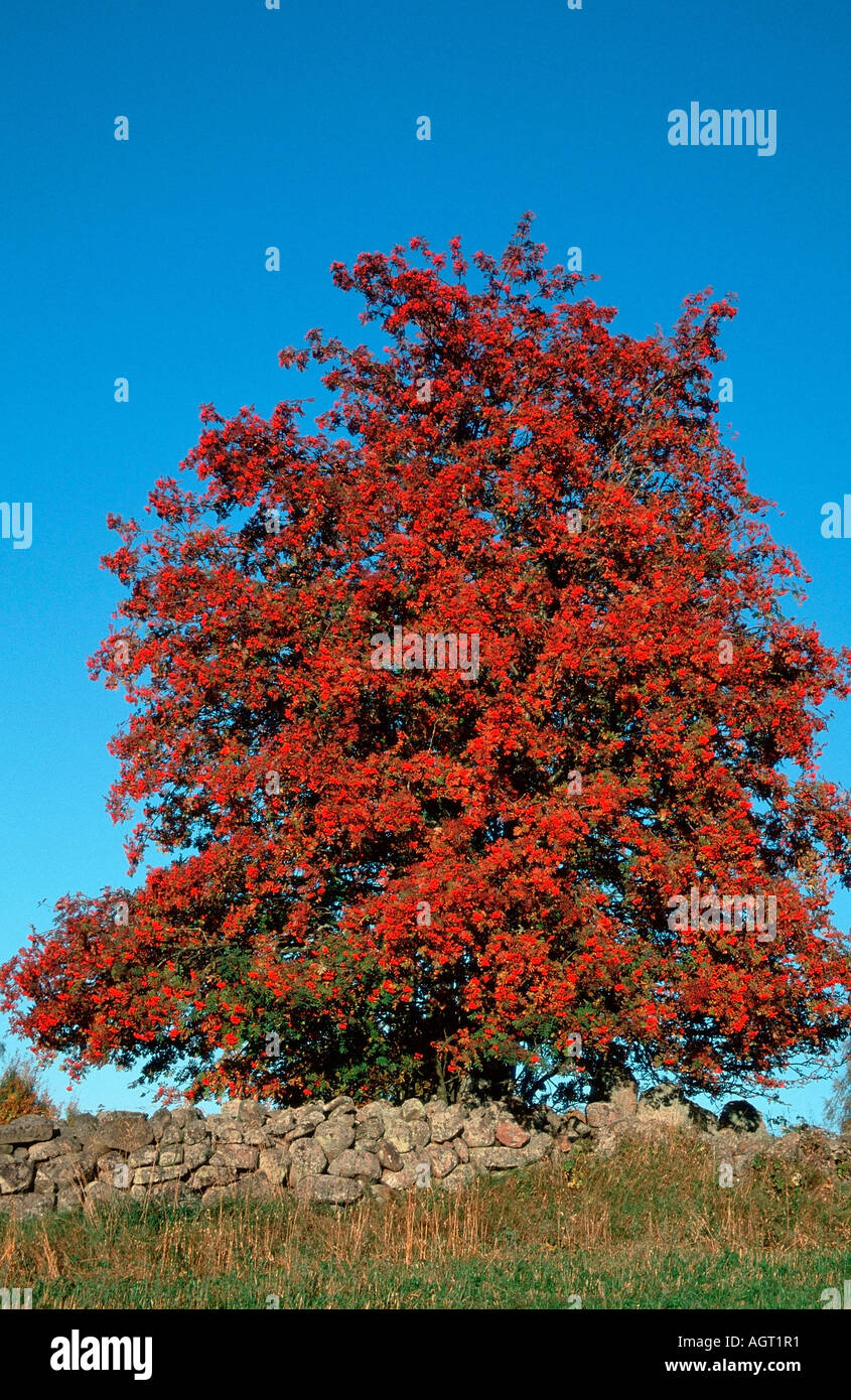 Rowan Ash / Mountain Ash Stock Photo - Alamy