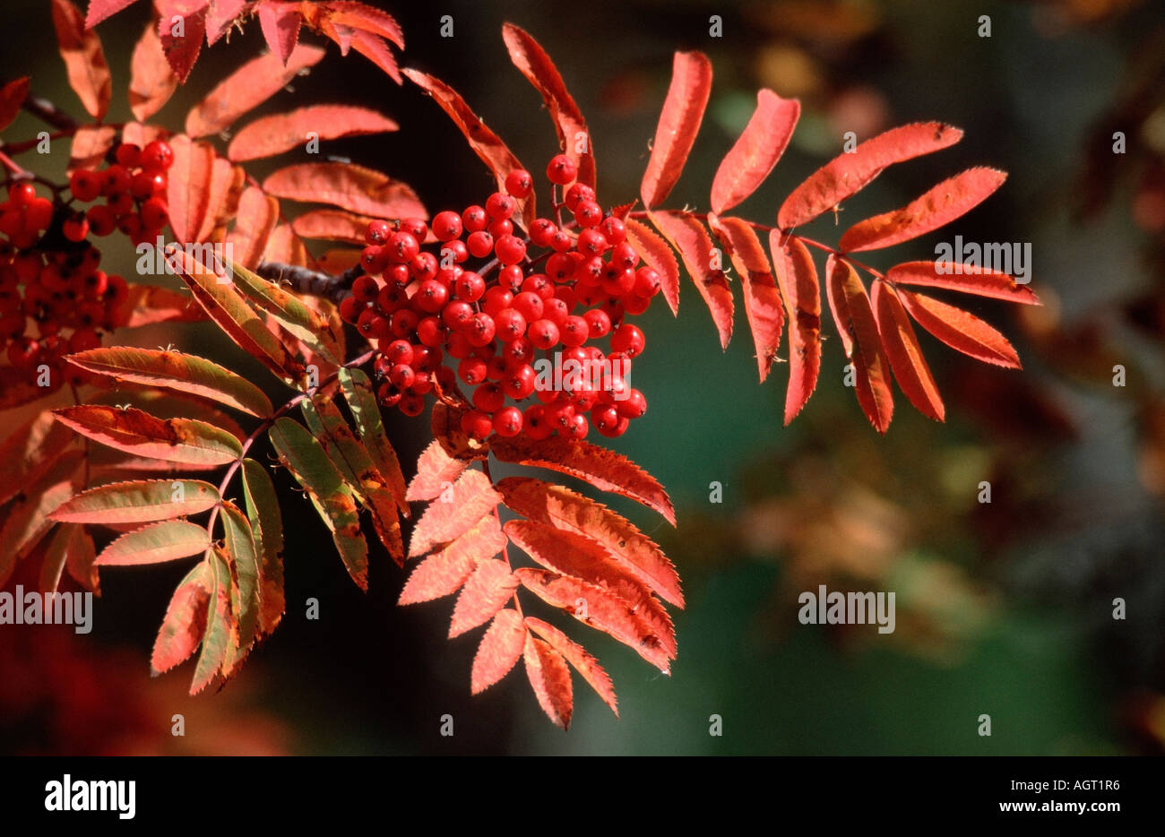 Rowan Ash / Mountain Ash Stock Photo - Alamy