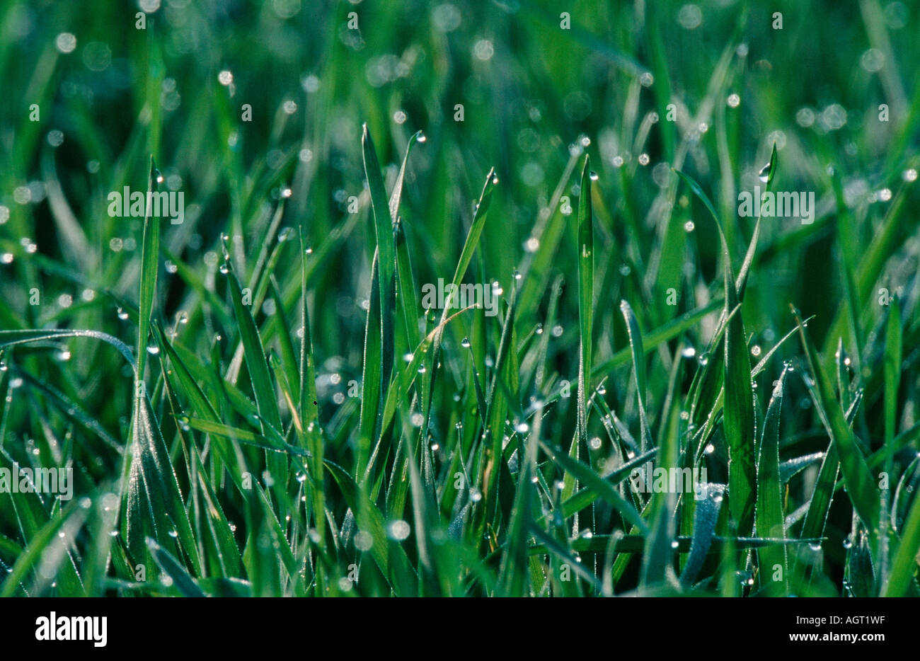 Grass gramineae covered with dew hi-res stock photography and images ...