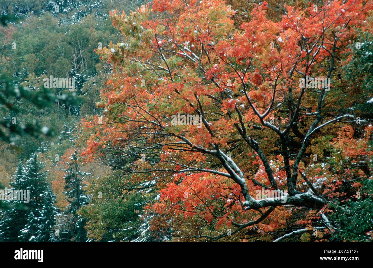 Maple Trees In Maine Stock Photos & Maple Trees In Maine Stock Images ...