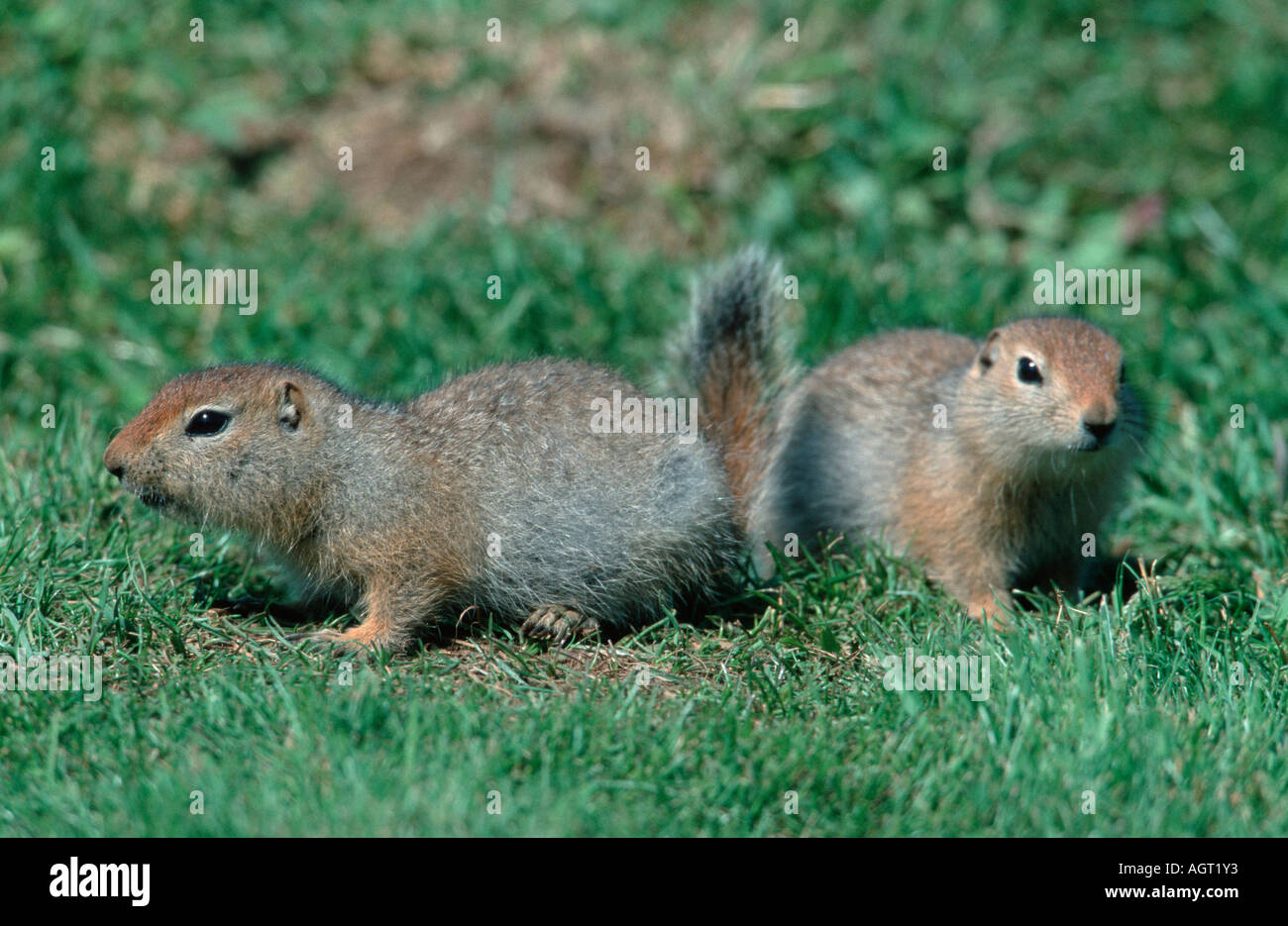 Arctic Ground Squirrel Stock Photo - Alamy