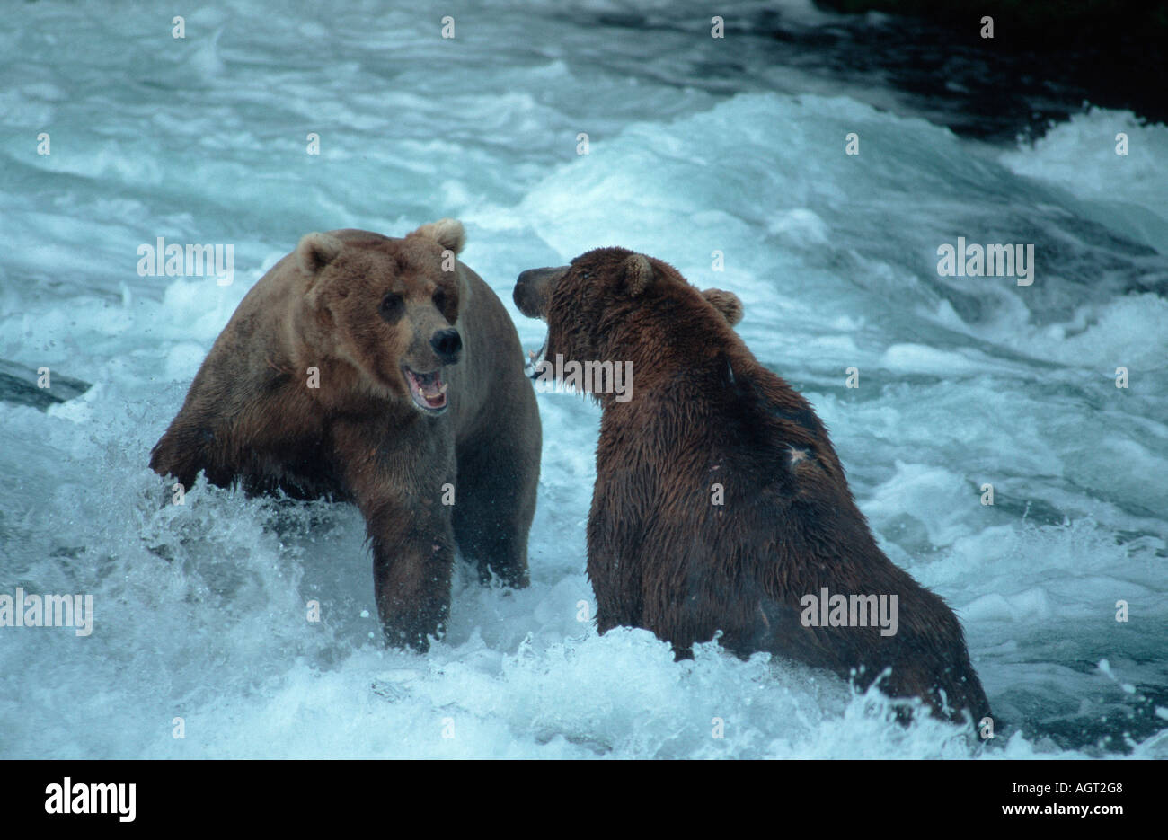 Adult brown bear pair hi-res stock photography and images - Alamy