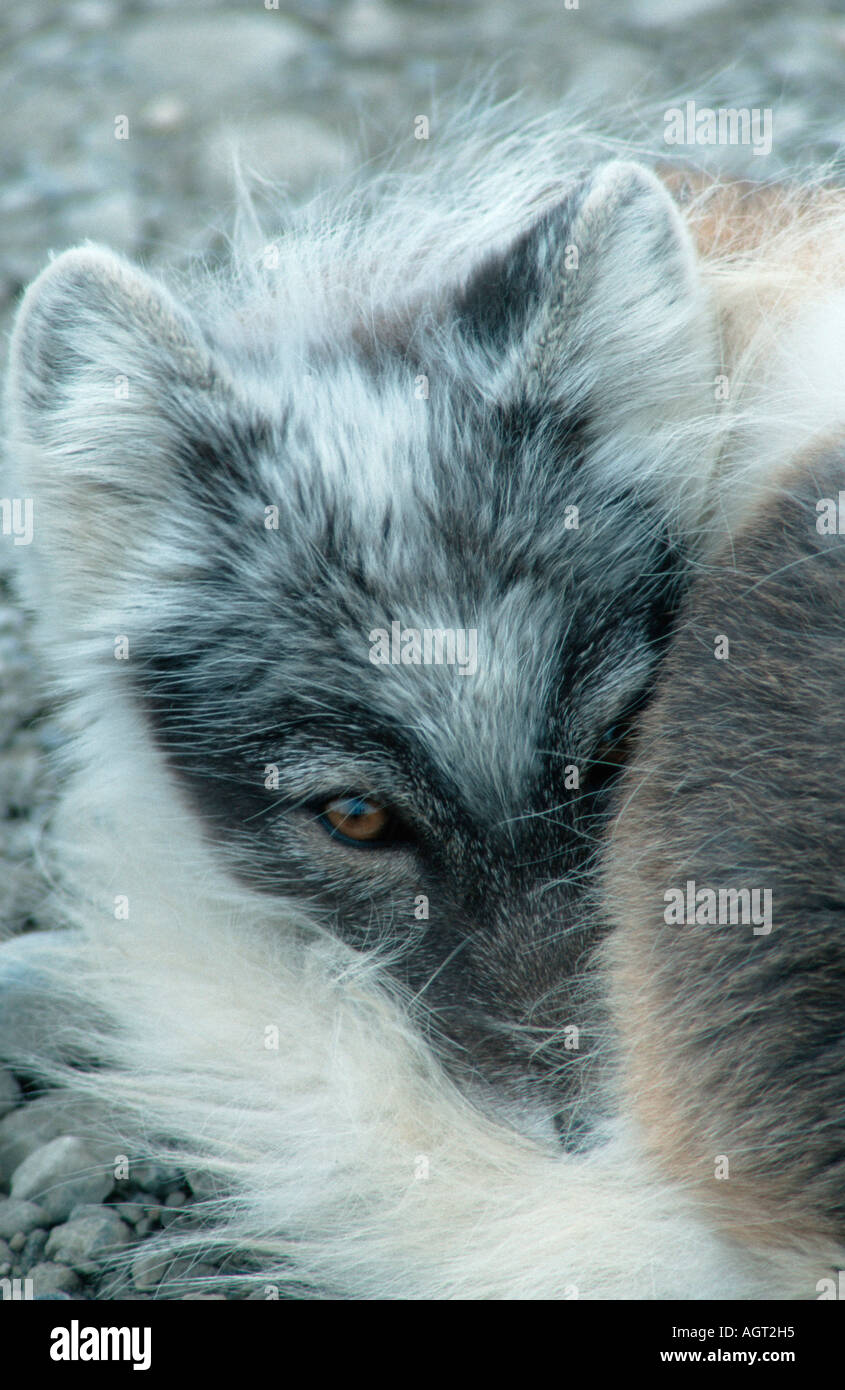 Arctic foxes alaska hi-res stock photography and images - Alamy