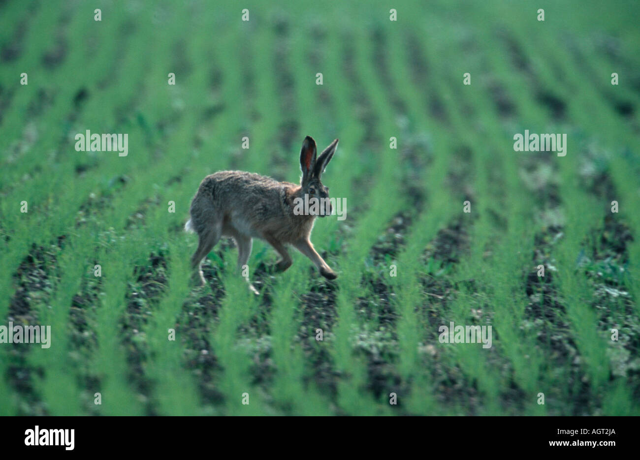 Brown hare lepus europaeus hungary hi-res stock photography and images ...