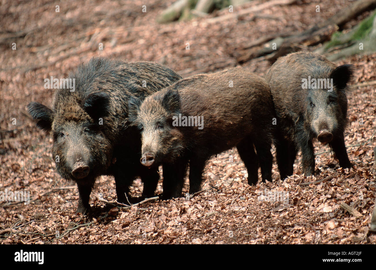 Wild boar three adult hi-res stock photography and images - Alamy