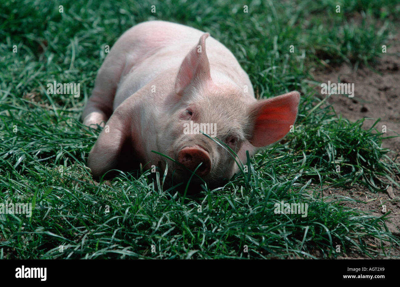 Farm netherlands pig hi-res stock photography and images - Alamy