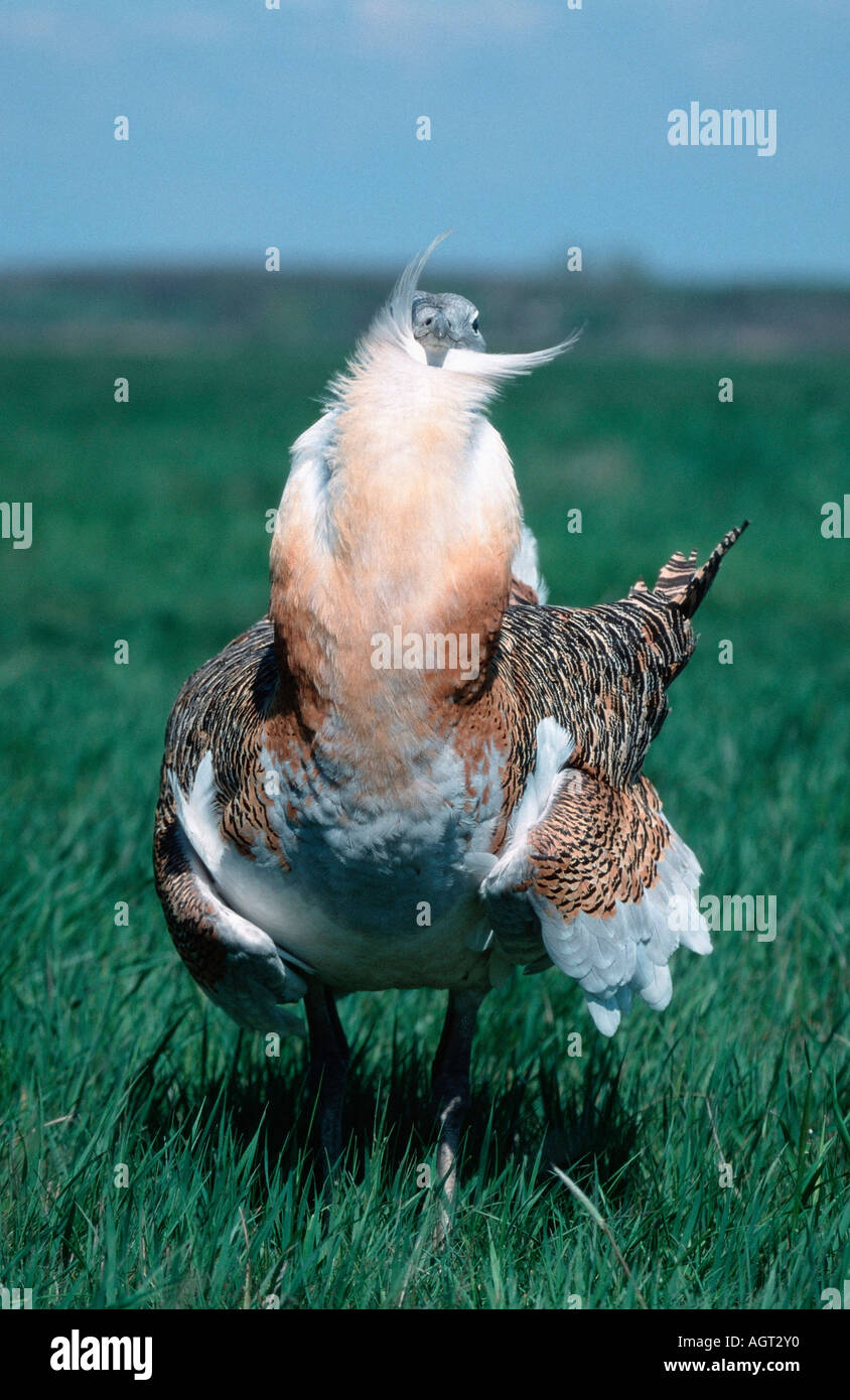 Adult male great bustard hi-res stock photography and images - Alamy