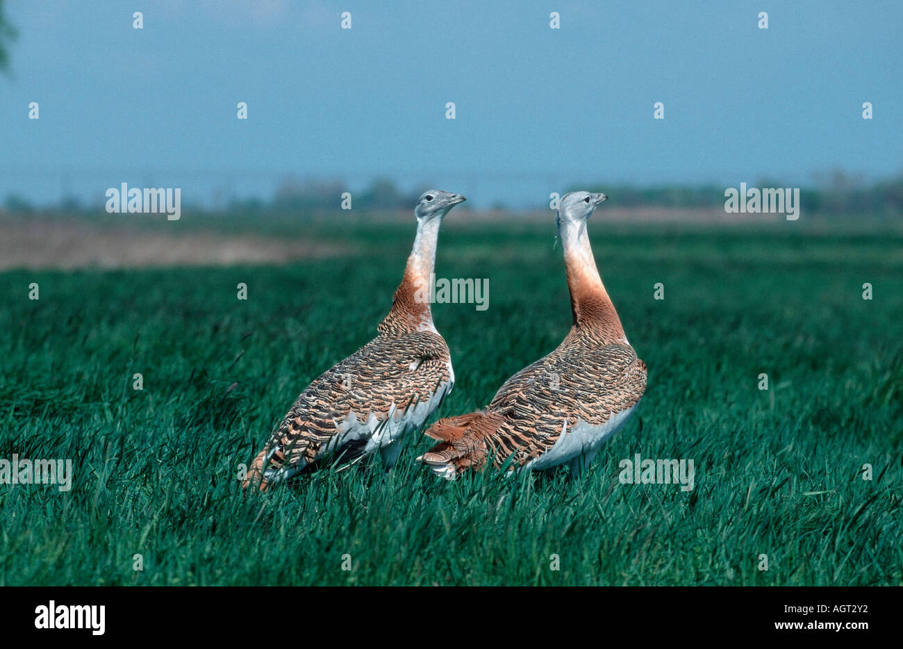 Two great bustards hi-res stock photography and images - Alamy