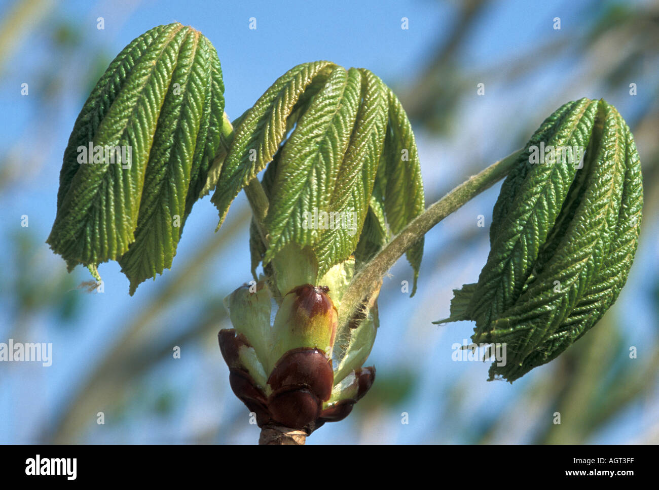 Horse Chestnut Aesculus hippocastanum leaf bud opening Stock Photo - Alamy