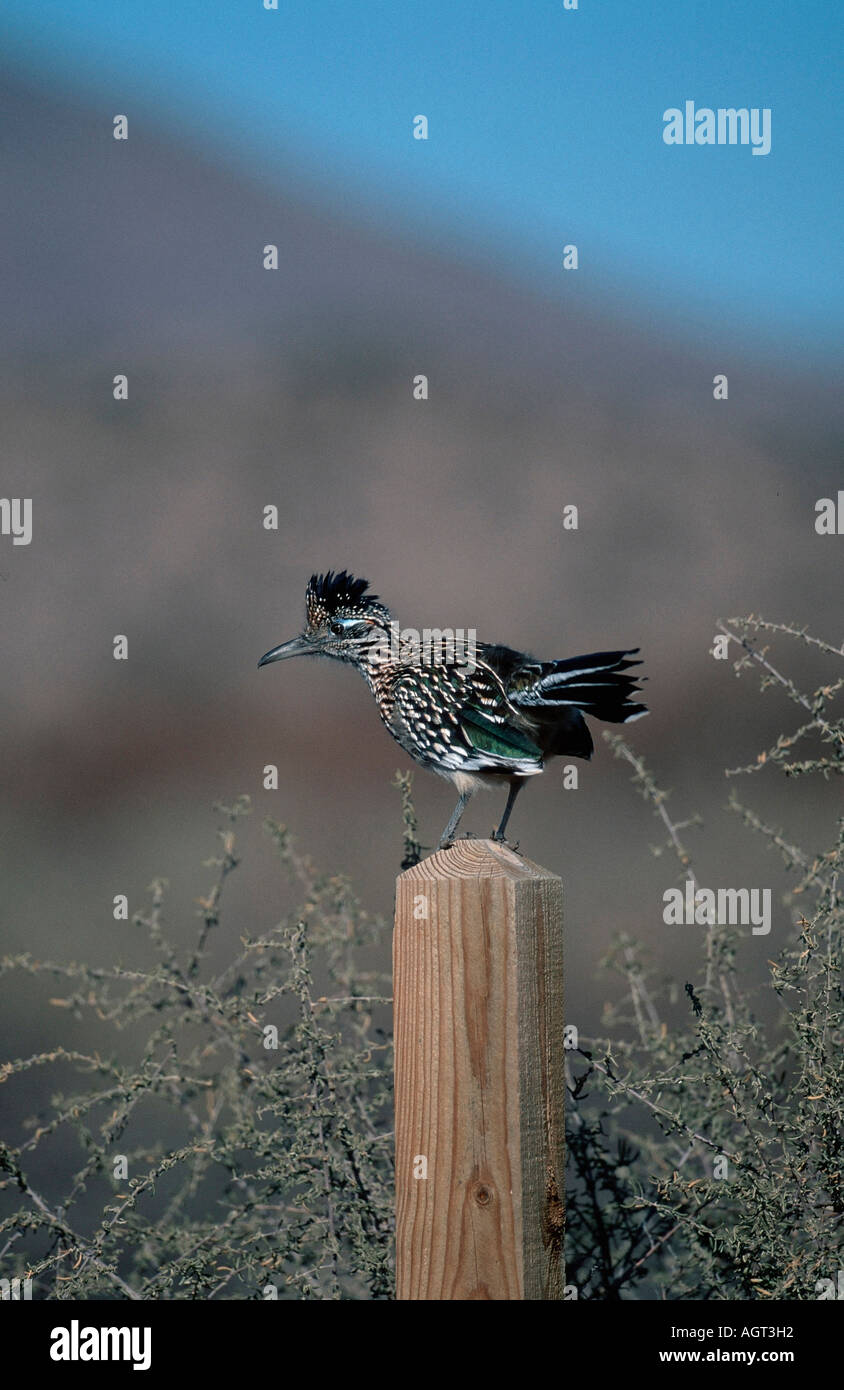 Adult roadrunner hi-res stock photography and images - Alamy