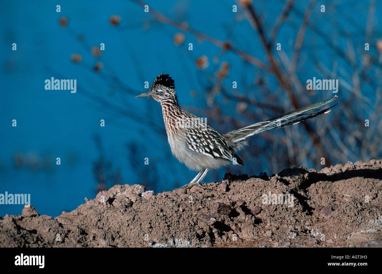 Adult roadrunner hi-res stock photography and images - Alamy