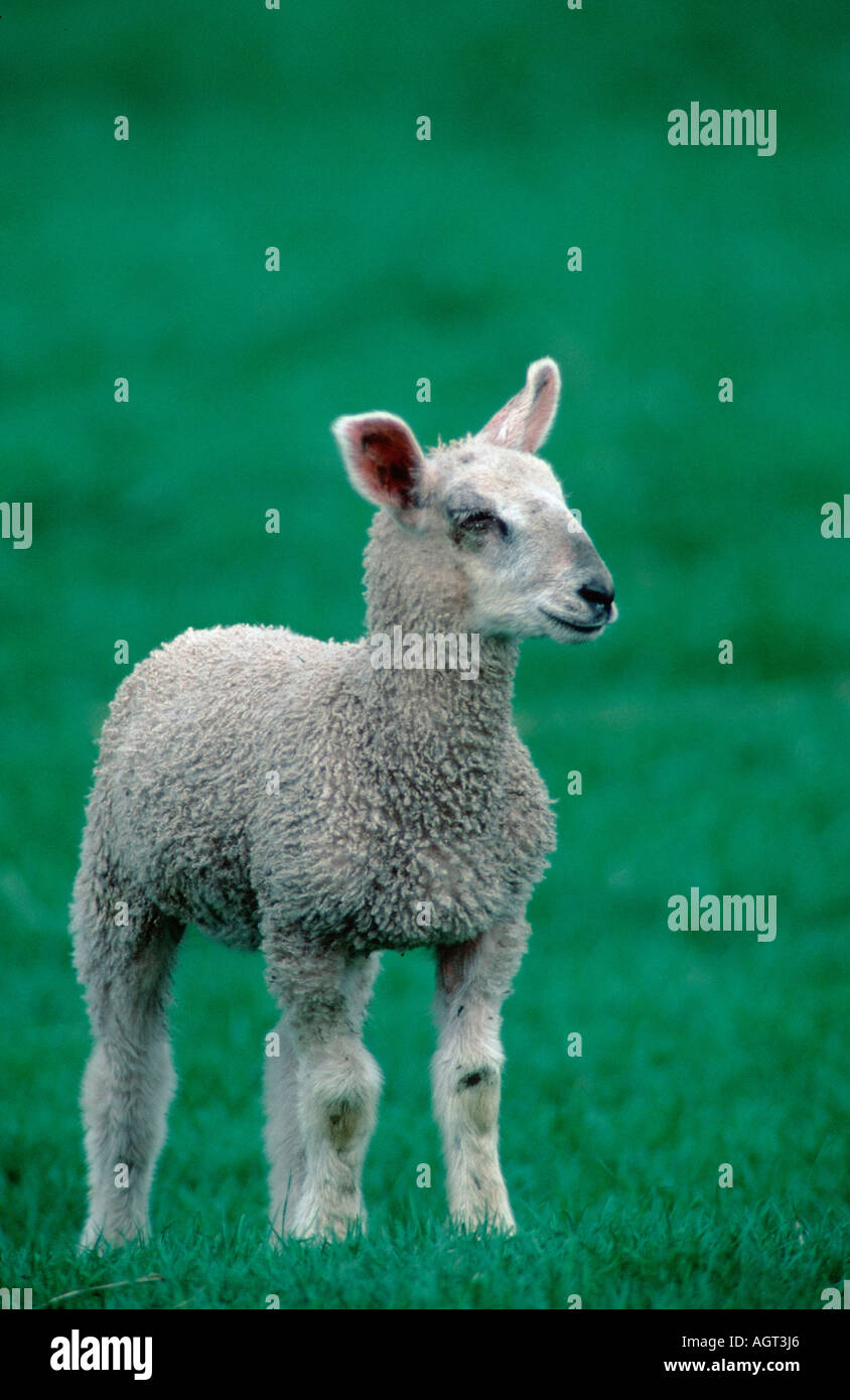 Cheviot farm hi-res stock photography and images - Alamy