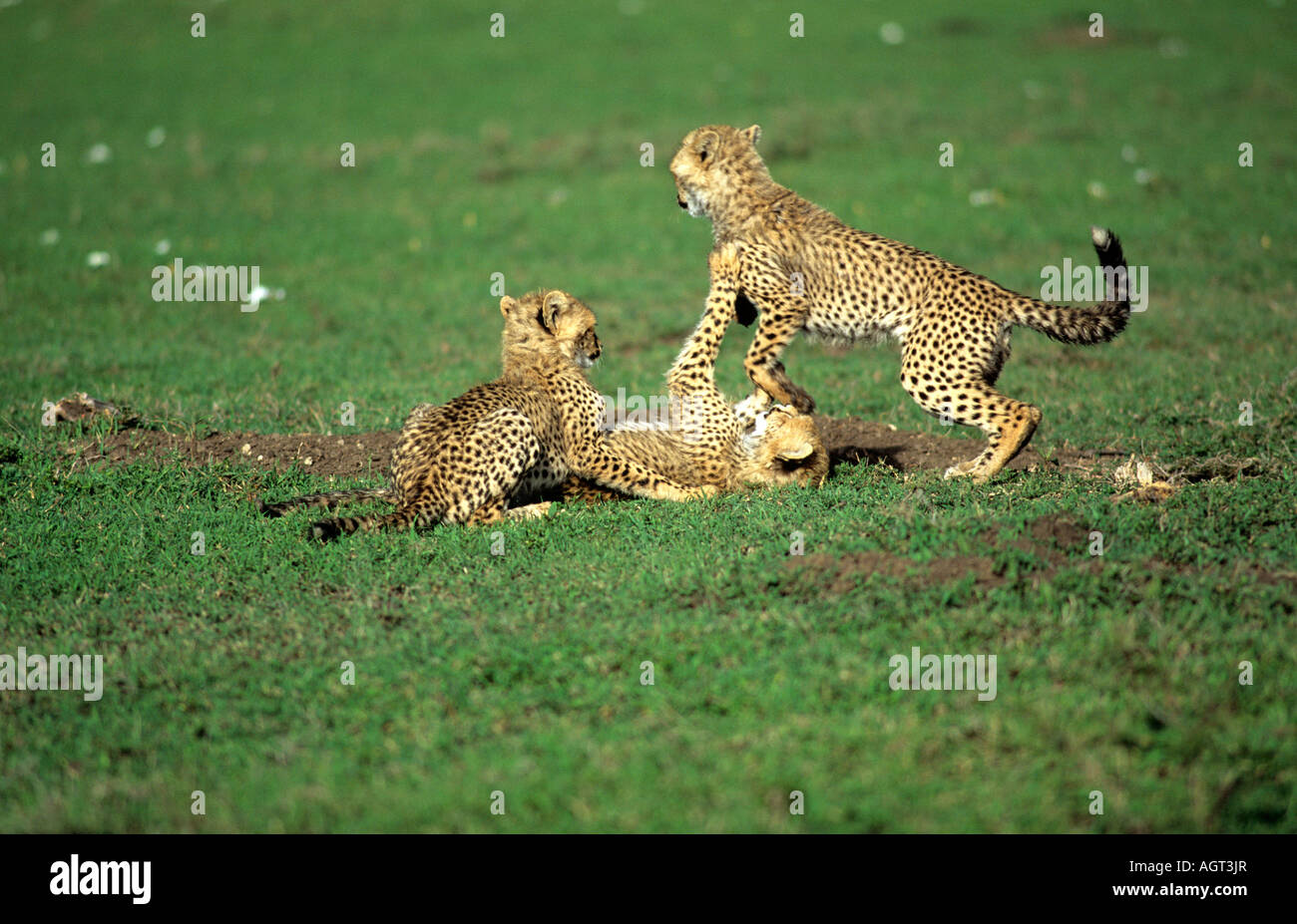 young pups play playing cheetah cheetahs africa animal animals wildcats ...