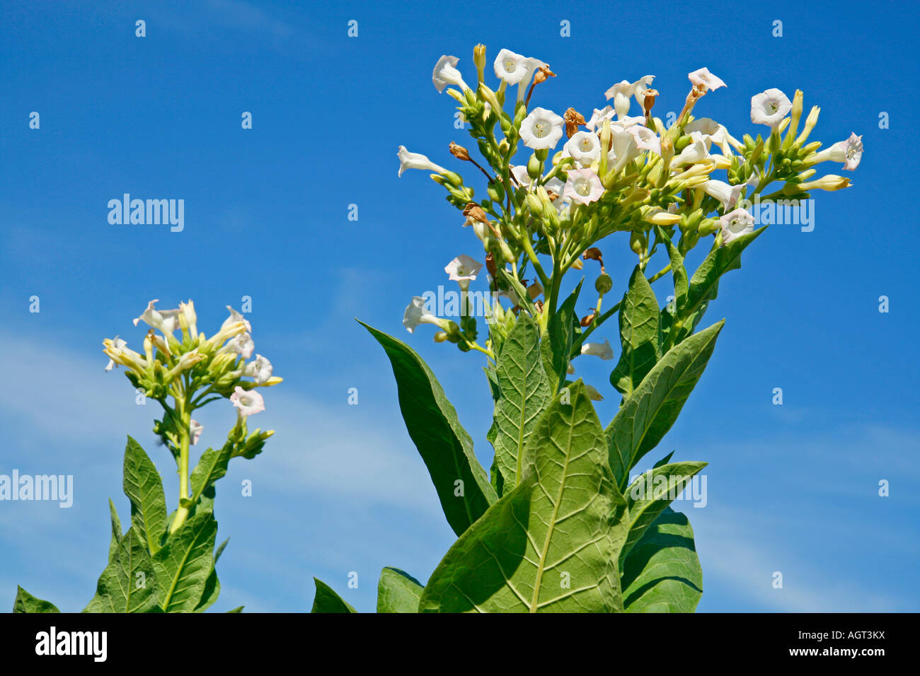 Tobacco plant (Nicotiana tabacum Stock Photo - Alamy