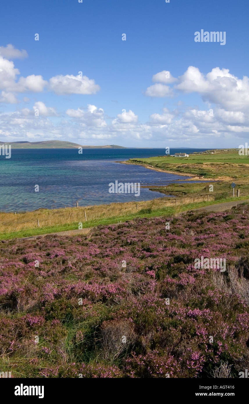 dh Bay of Quoys HOY ORKNEY Heather Calluna vulgaris road Scapa Flow sea ...