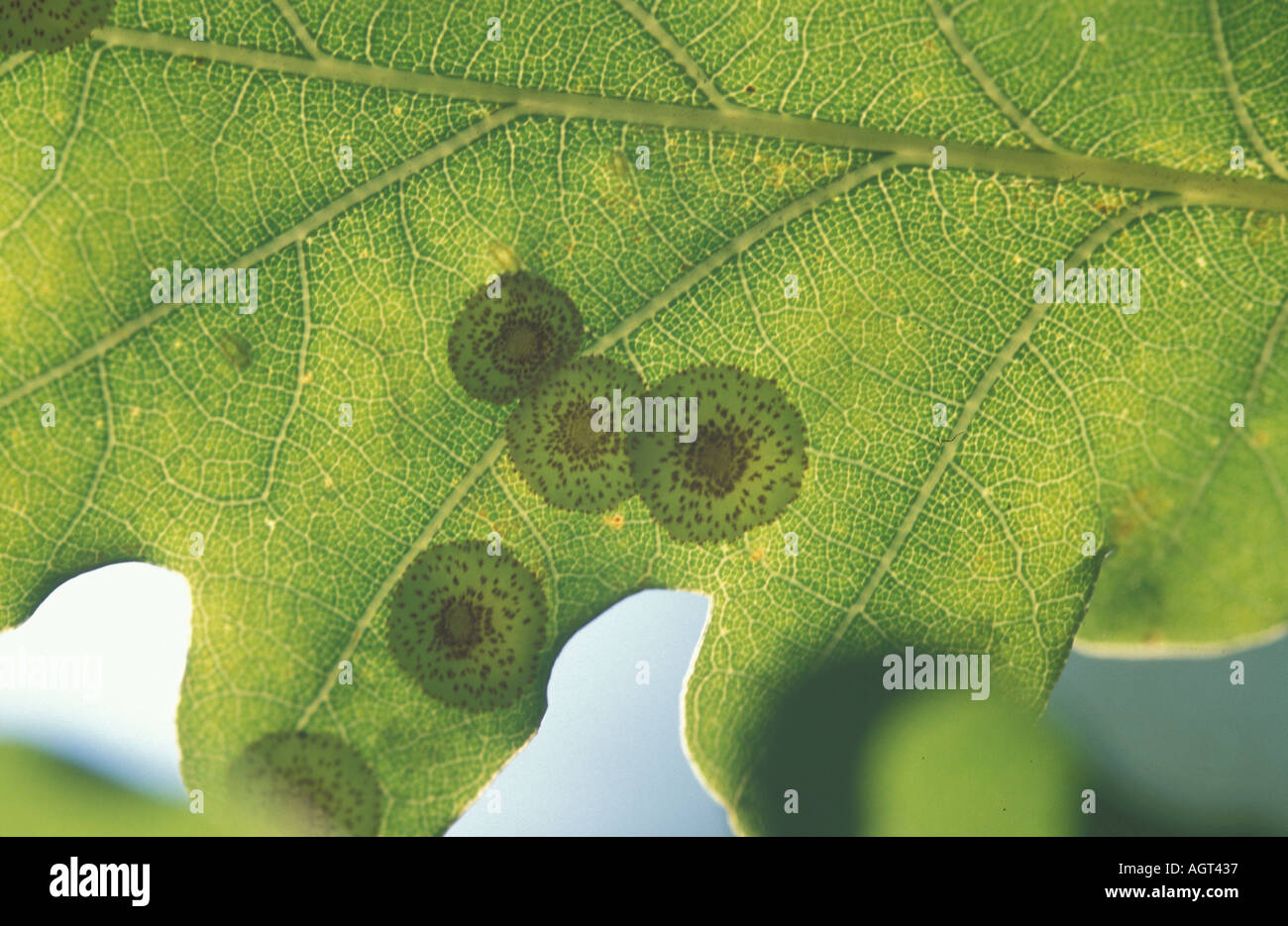 Oak tree fungus disease hi-res stock photography and images - Alamy