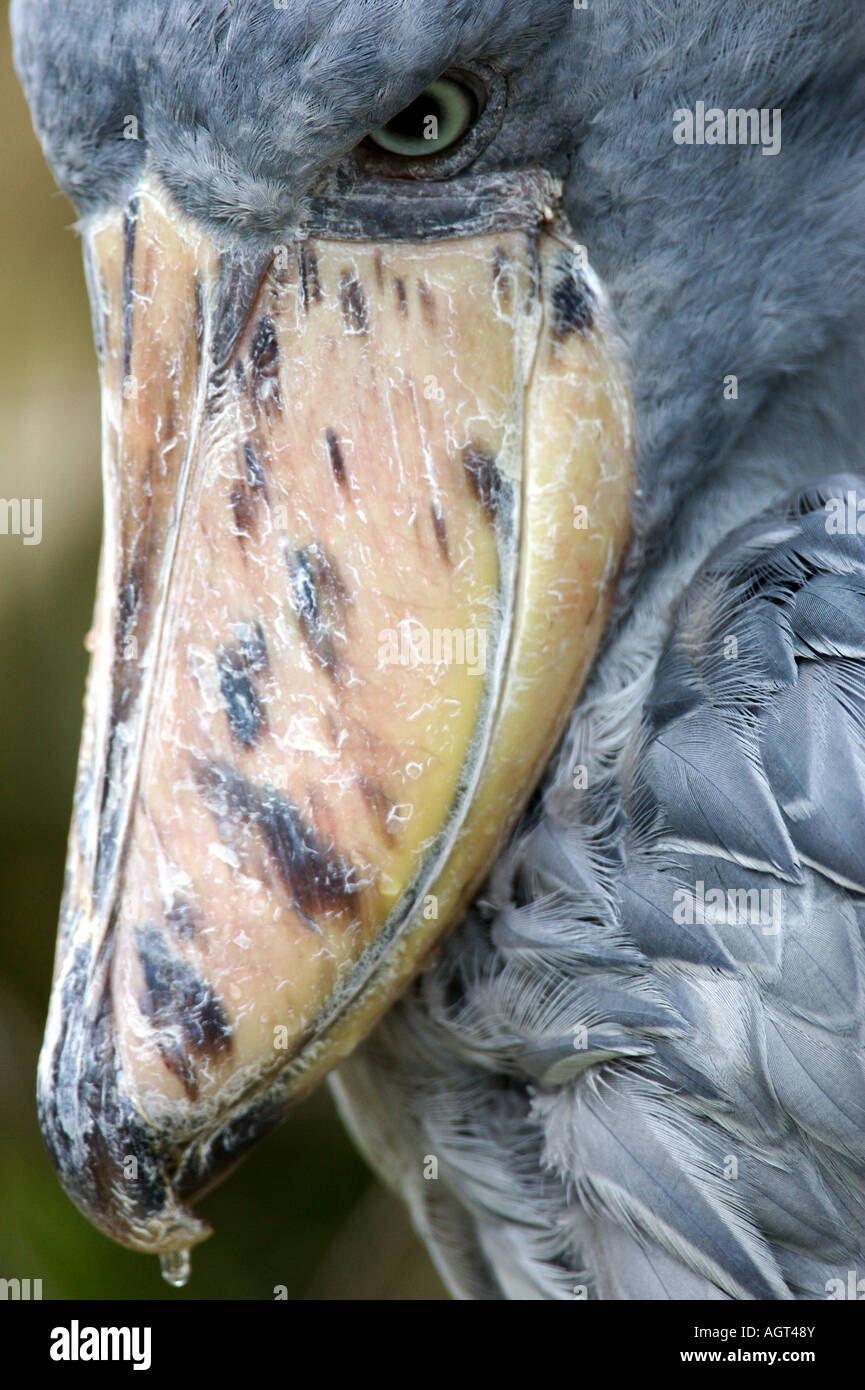 Shoebills hi-res stock photography and images - Alamy