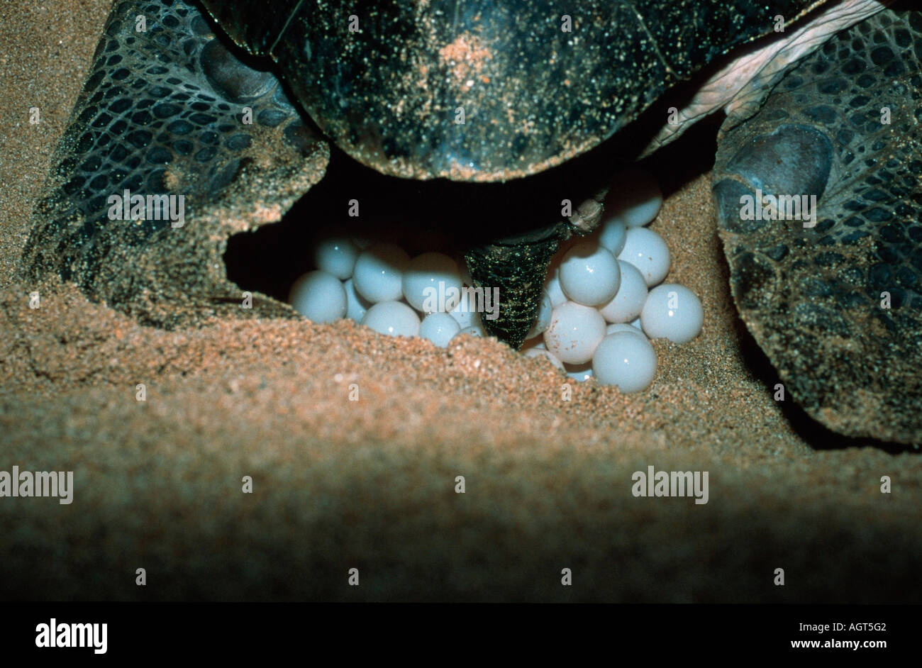 Ascension island turtles hi-res stock photography and images - Alamy