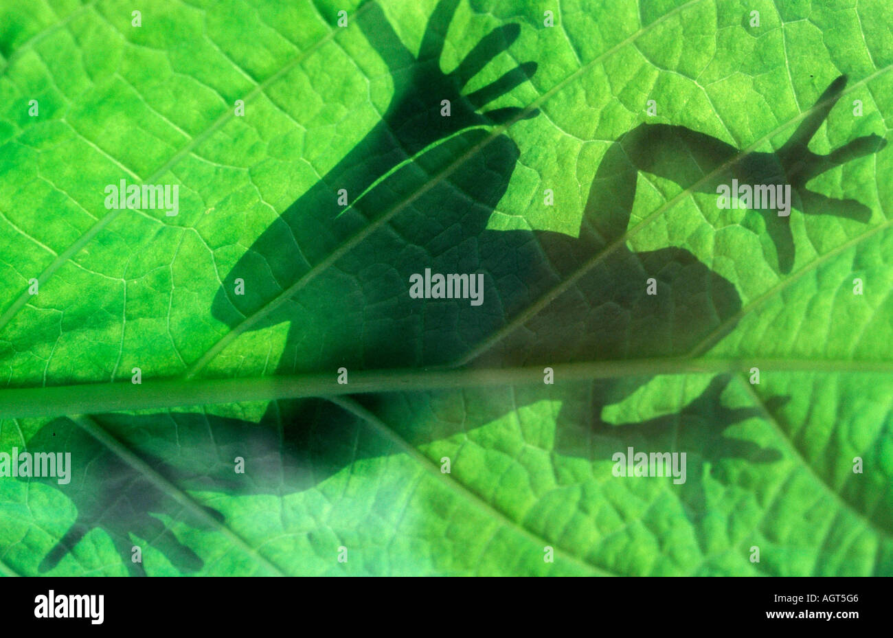 Frog silhouette on a leaf hi-res stock photography and images - Alamy