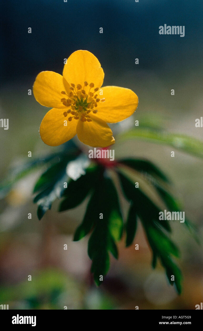 Germany anemone ranunculoides hi-res stock photography and images - Alamy