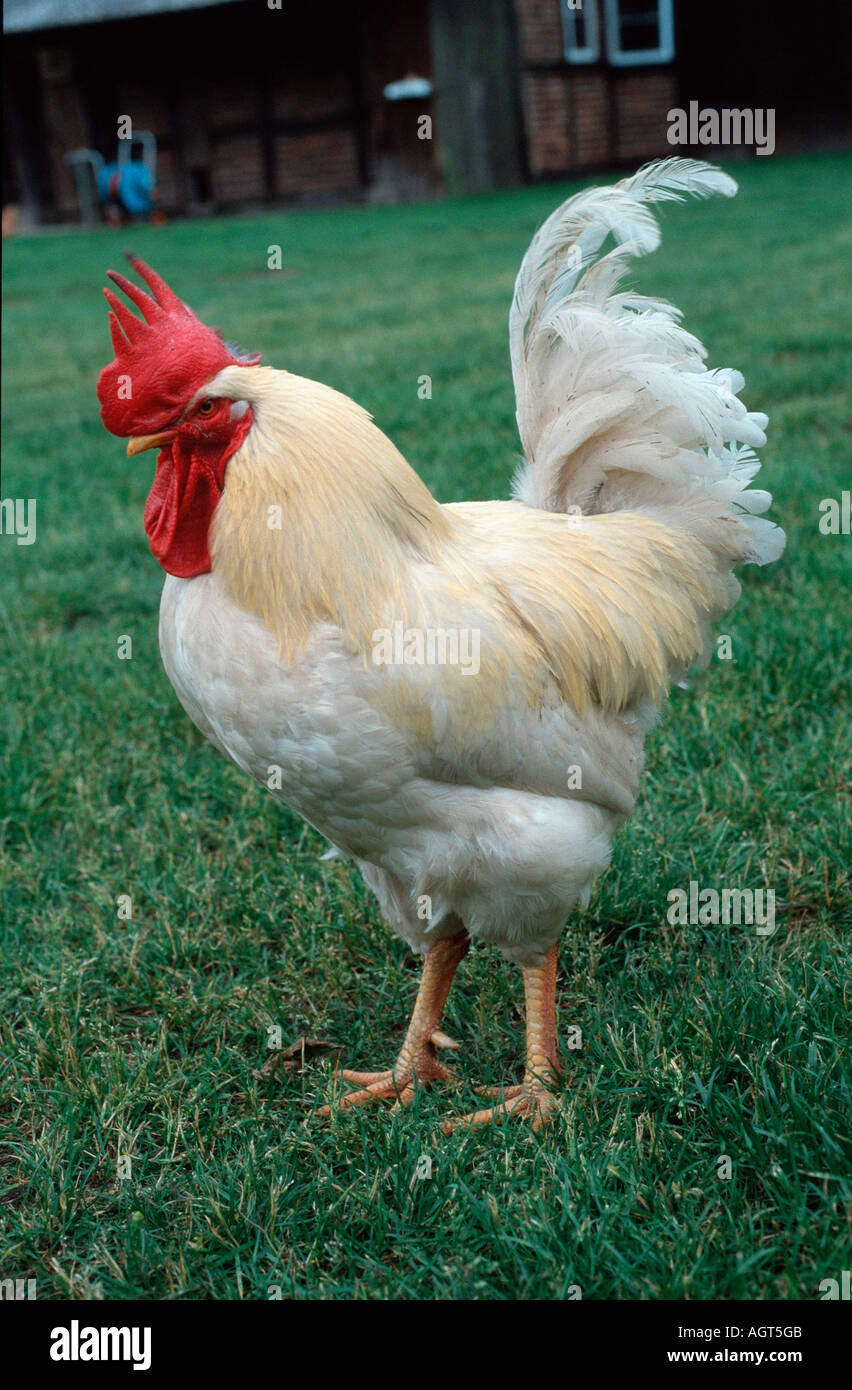 Domestic Fowl / Chicken Stock Photo - Alamy