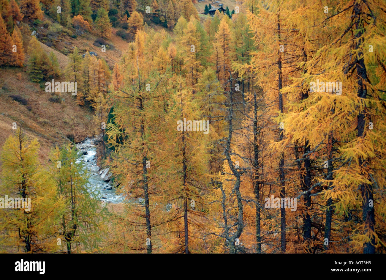 European larchs hi-res stock photography and images - Alamy
