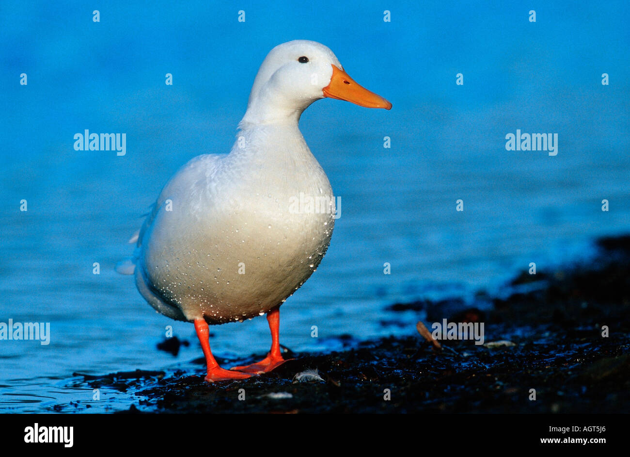 Lower duck hi-res stock photography and images - Alamy