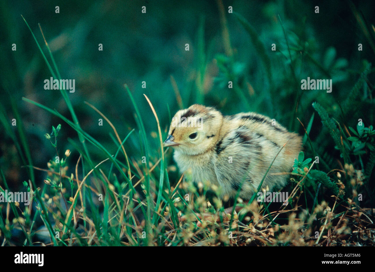 Juvenile pheasant hi-res stock photography and images - Alamy