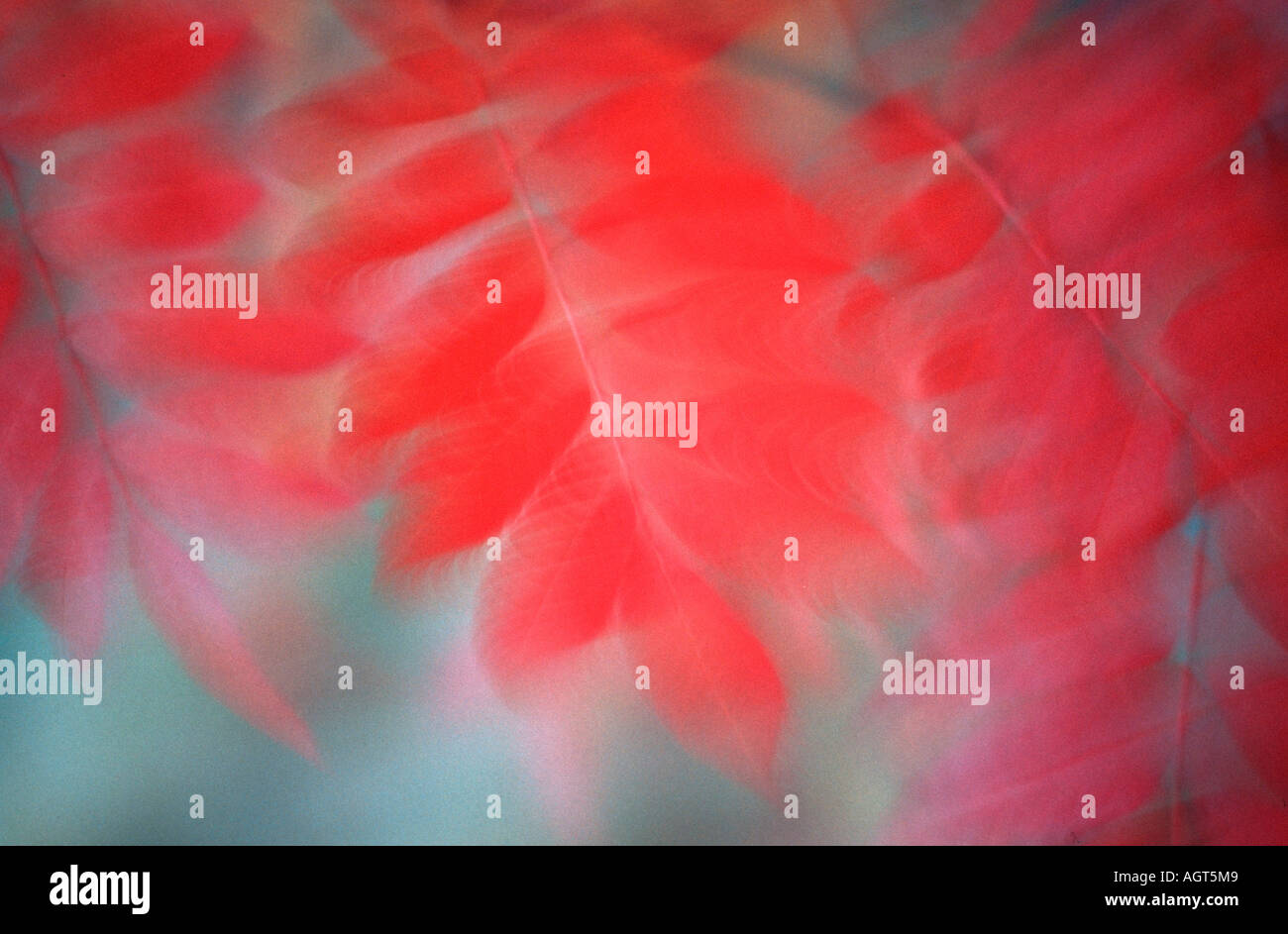 Rowan Ash / Mountain Ash Stock Photo - Alamy