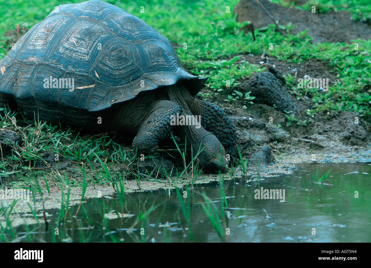 Galapagos Giant Tortoise Stock Photo - Alamy
