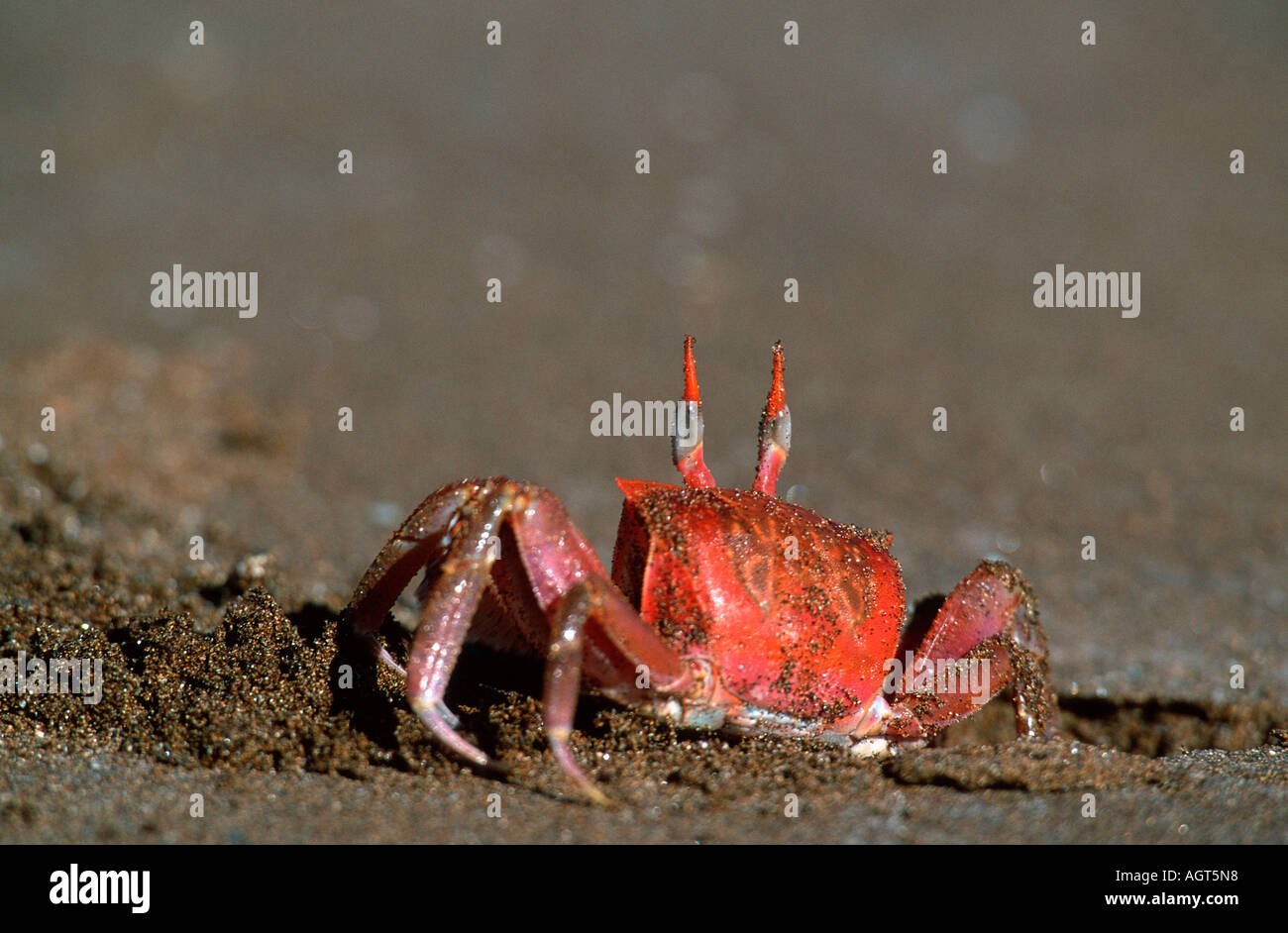 Pacific ghost crab hi-res stock photography and images - Alamy