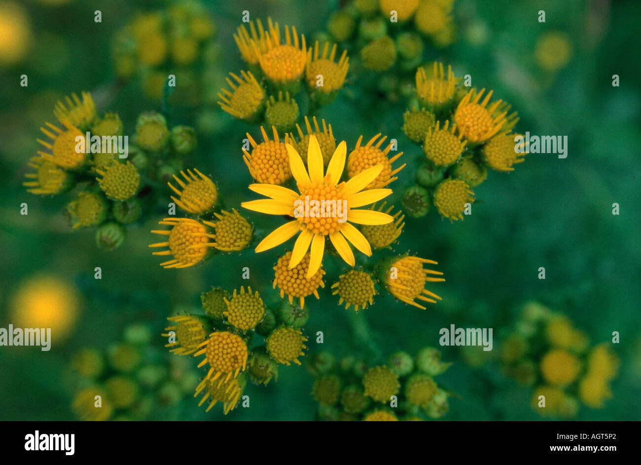 Hoary ragwort hi-res stock photography and images - Alamy