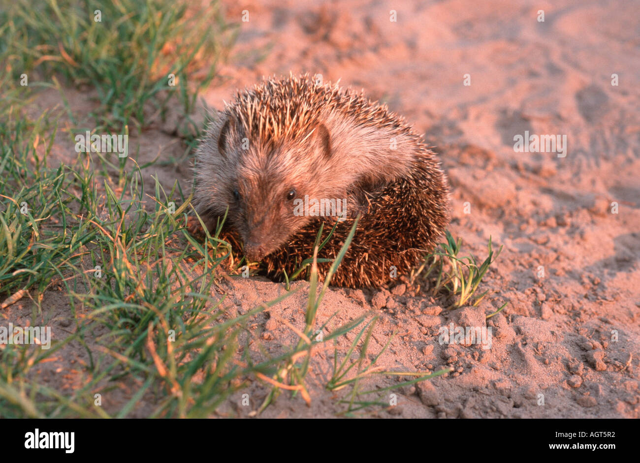 Four toed hedgehog hi-res stock photography and images - Alamy