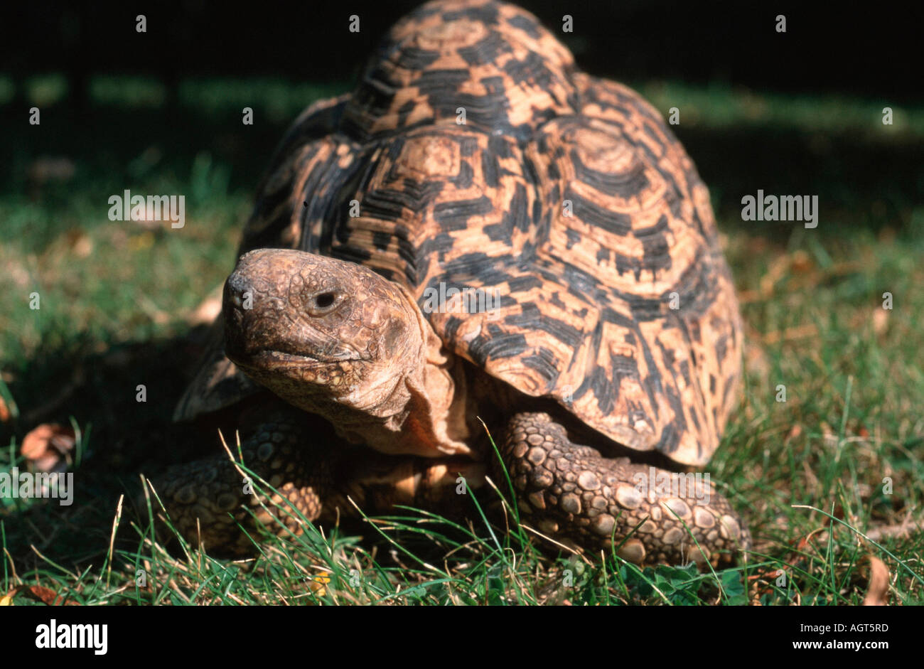 Leopard tortoise testudo pardalis hi-res stock photography and images ...